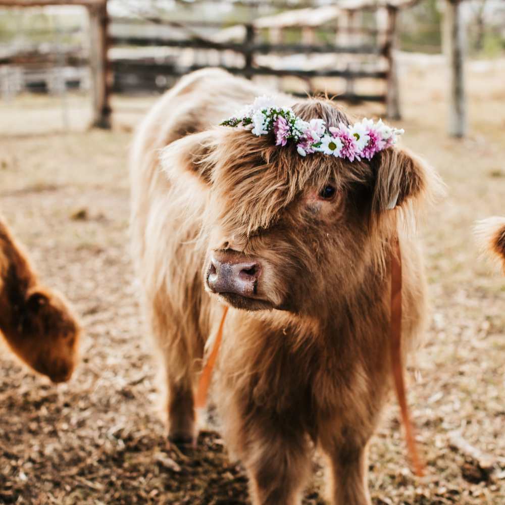 Highland Cow Experiences, Unique Experiences, Picnics, Paint and Sip ...