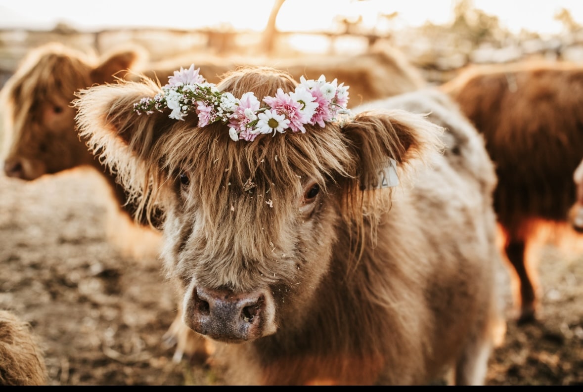 Highland Cow Experiences, Unique Experiences, Picnics, Paint and Sip ...