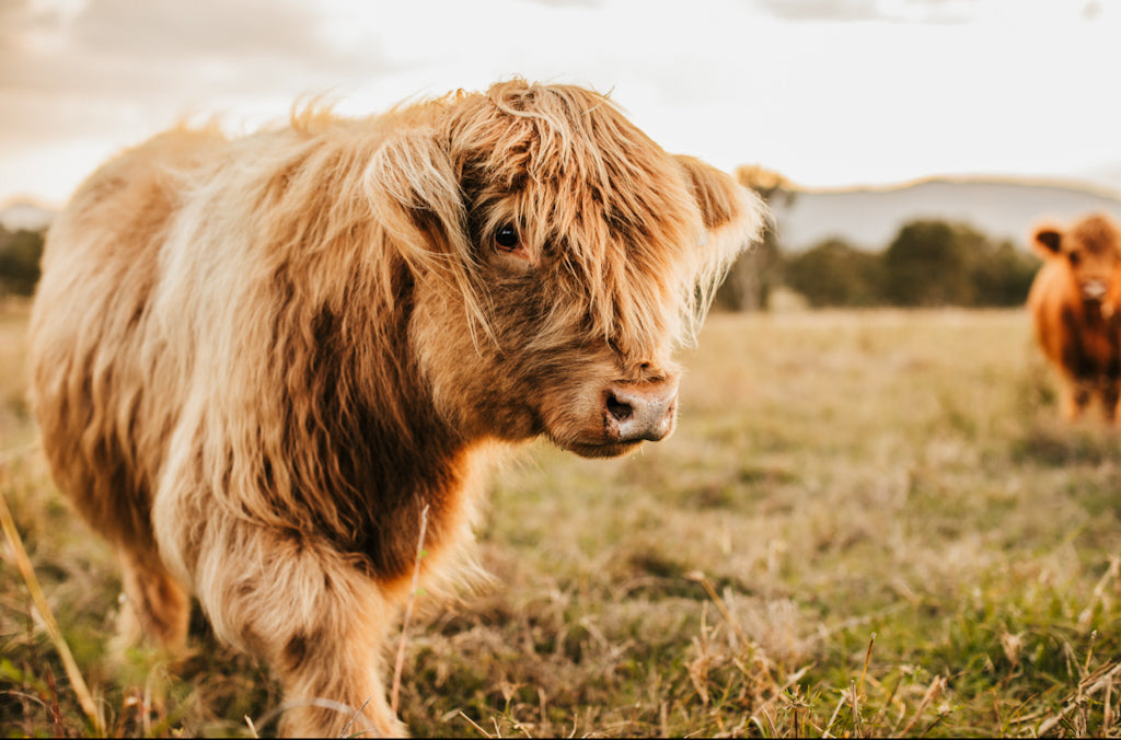Meet the Highlands / Our story – Unique Highland Experiences